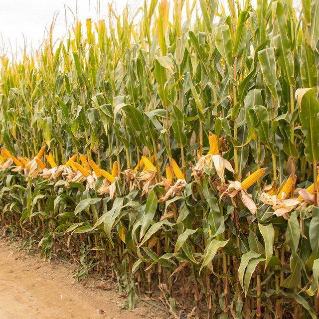 Atrazine - Buy Atrazine Product on Fuzhou Huixin Chemical Technology Co ...